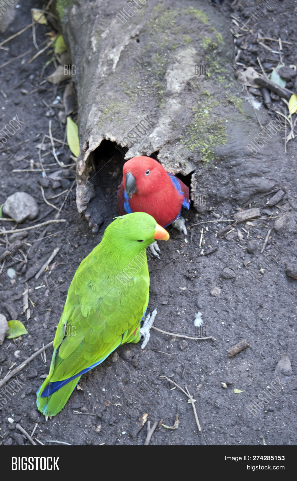 Female Eclectus Parrot Image & Photo (Free Trial) | Bigstock