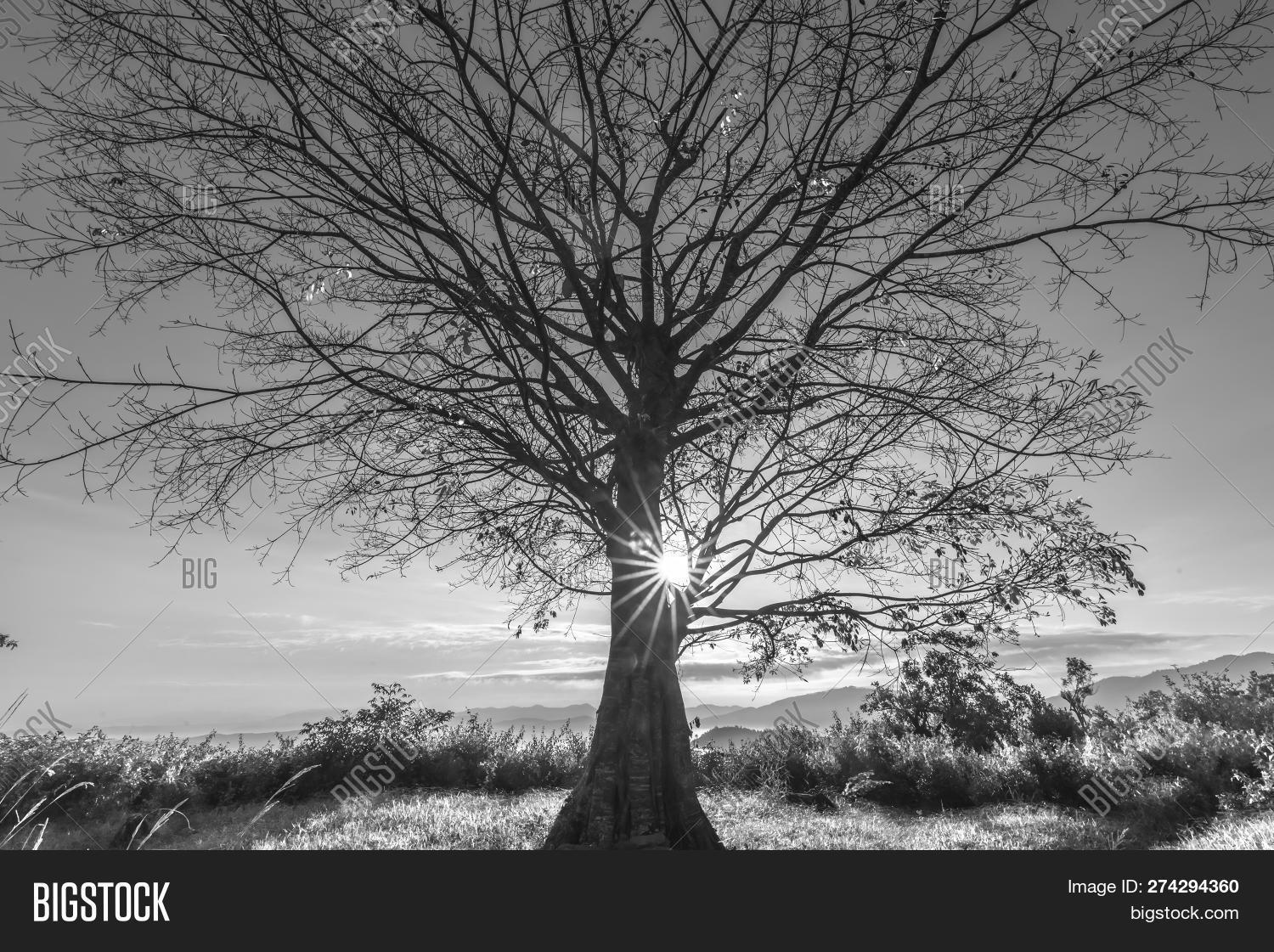 Da Lat, Vietnam - Image & Photo (Free Trial) | Bigstock