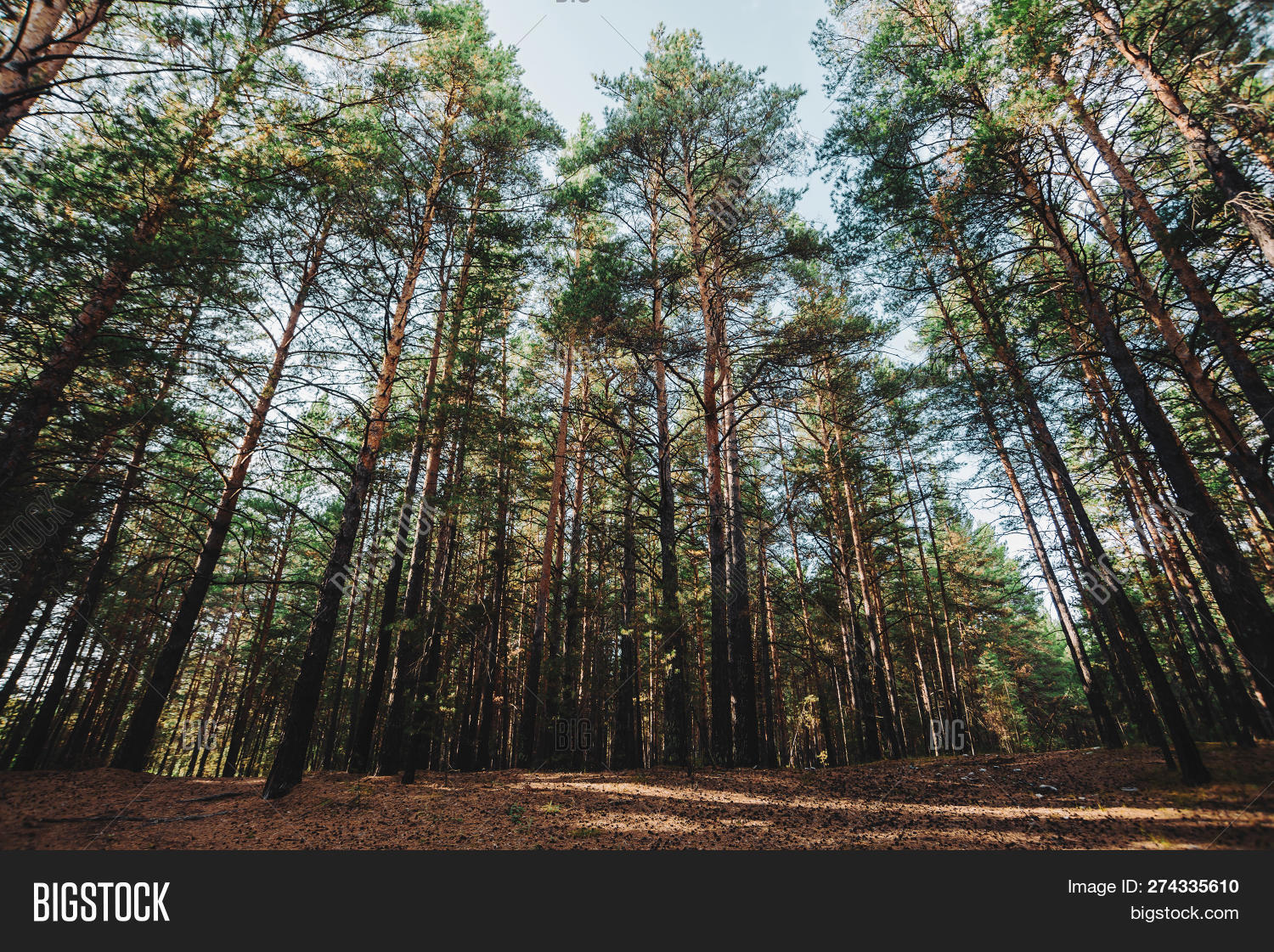 Straight Trunks Tall Image & Photo (Free Trial) | Bigstock