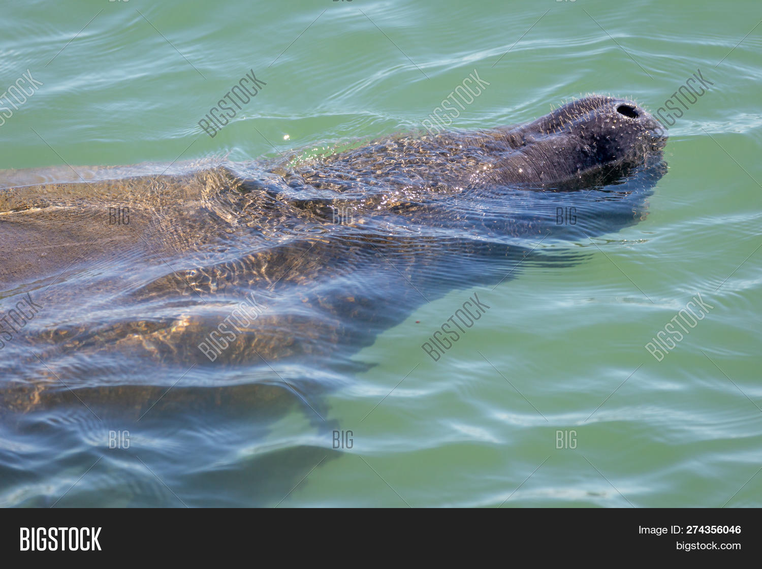 Wild Manatee Takes Image & Photo (Free Trial) | Bigstock