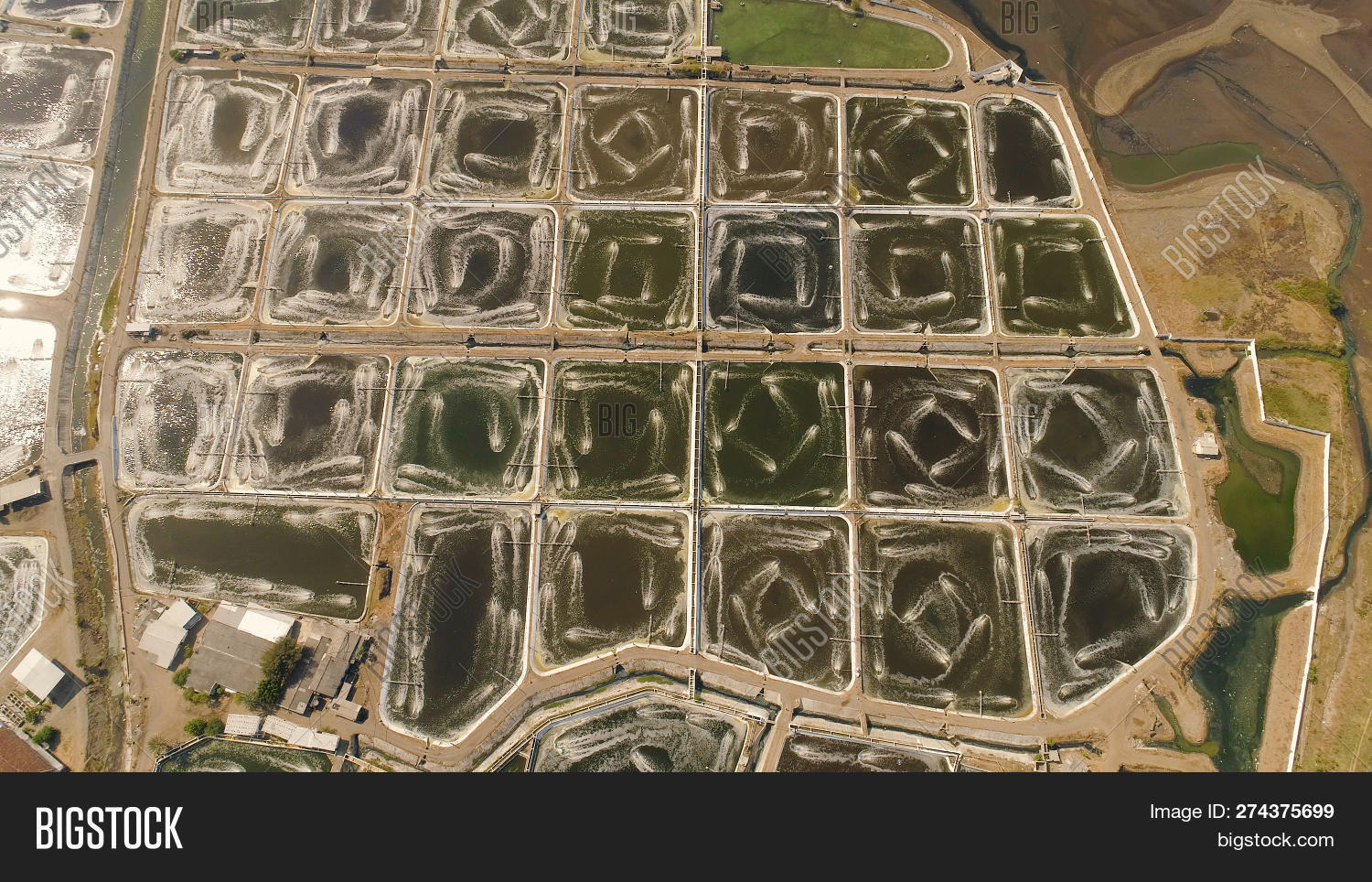 Shrimp Farm, Prawn Image & Photo (Free Trial) | Bigstock