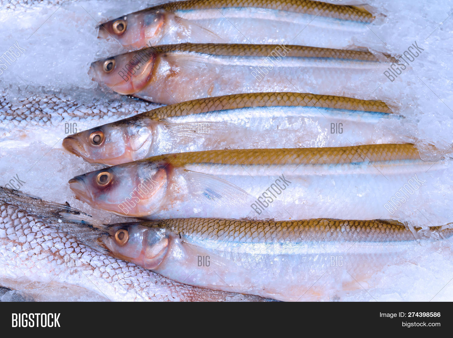 Fresh Fish Snow On Image & Photo (Free Trial) | Bigstock