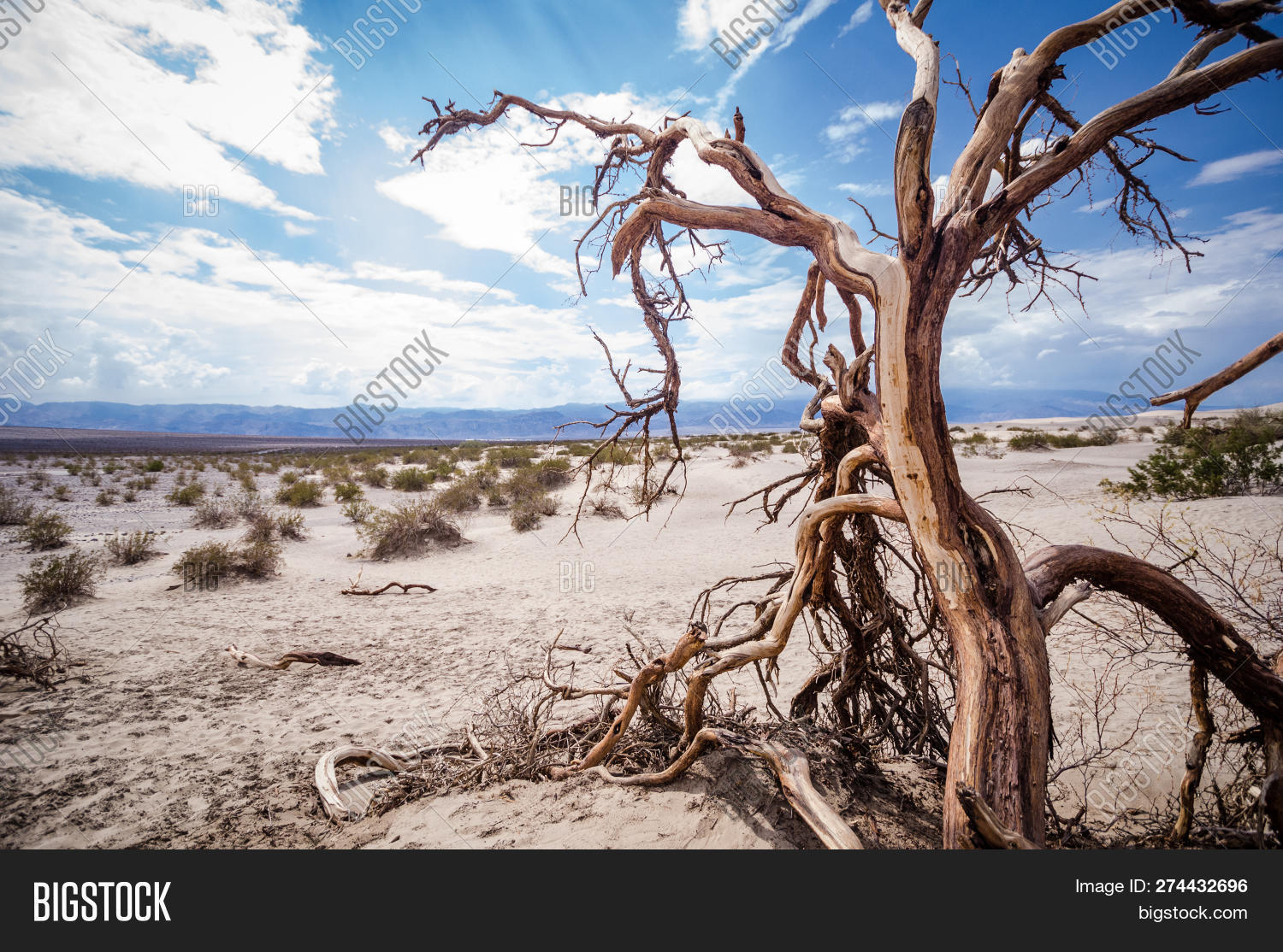 Barren Desert Sandy Image & Photo (Free Trial) | Bigstock
