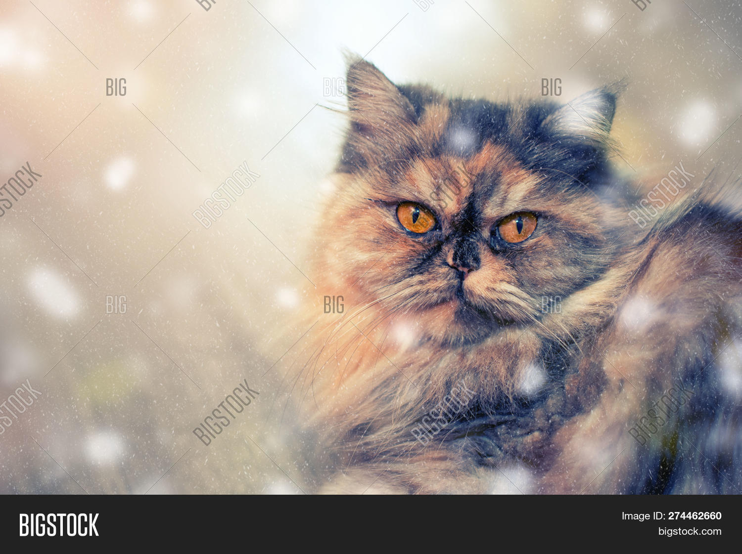 Fluffy Colorful Image & Photo (Free Trial) | Bigstock