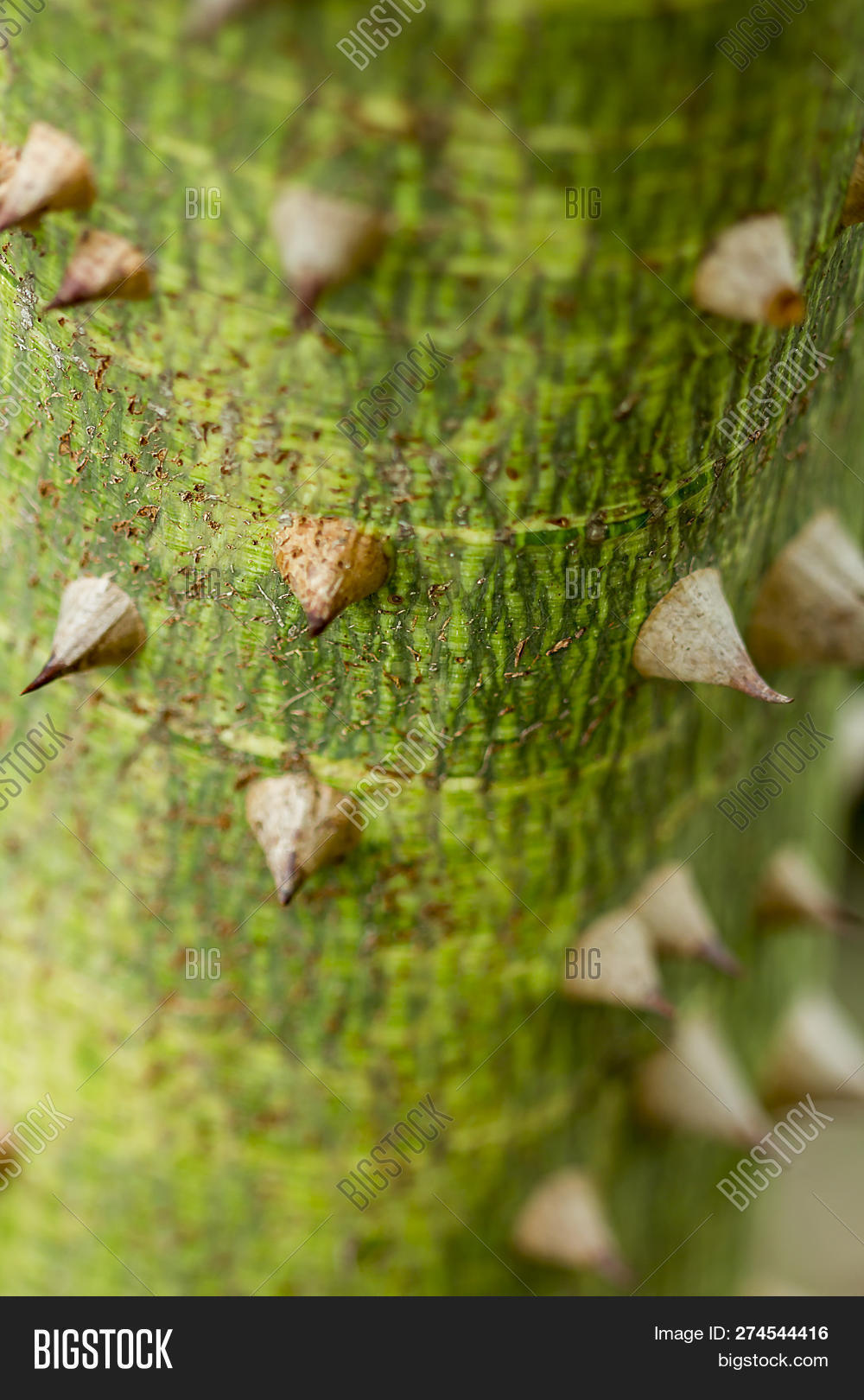 Bombax Ceiba Soft Wood Image & Photo (Free Trial) | Bigstock