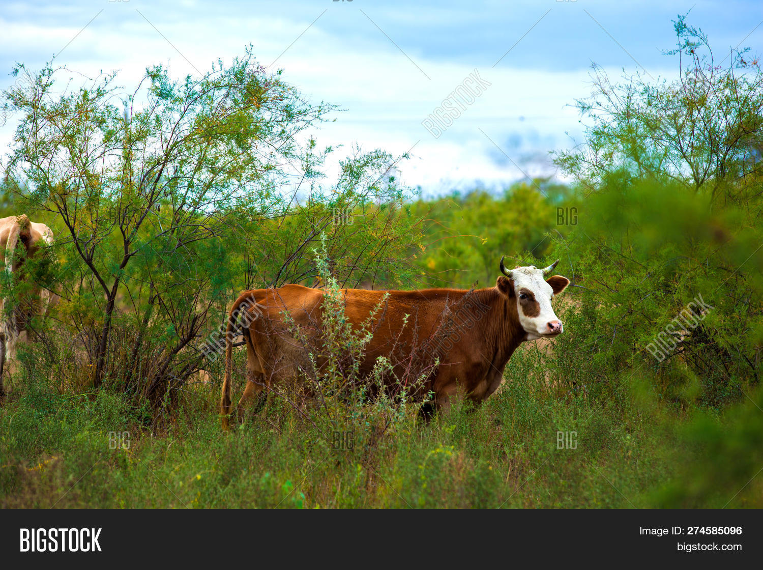 Brown Cow White Snout Image & Photo (Free Trial) | Bigstock