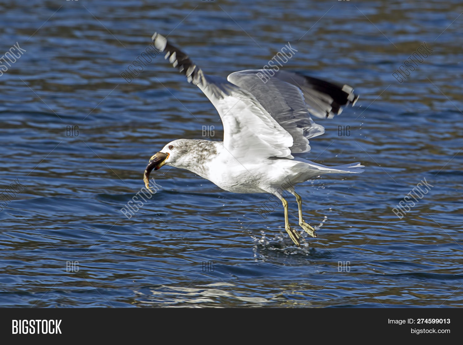 Seagull Flies Off Fish Image & Photo (Free Trial) | Bigstock