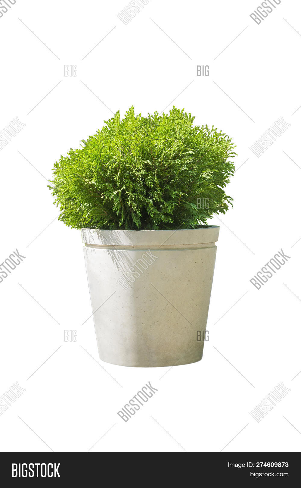 Outdoor Pot Cypress Image & Photo (Free Trial) | Bigstock