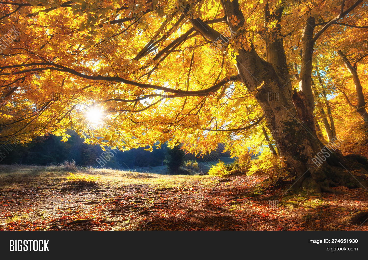 Sun Rays Through Image & Photo (Free Trial) | Bigstock