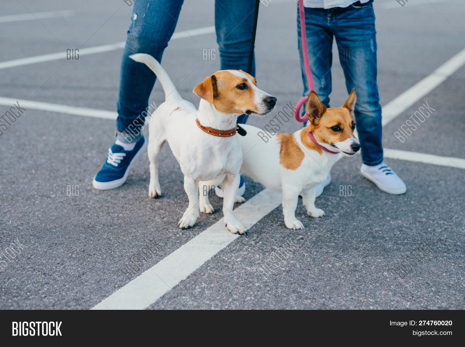 Two Dogs Image & Photo (Free Trial) | Bigstock