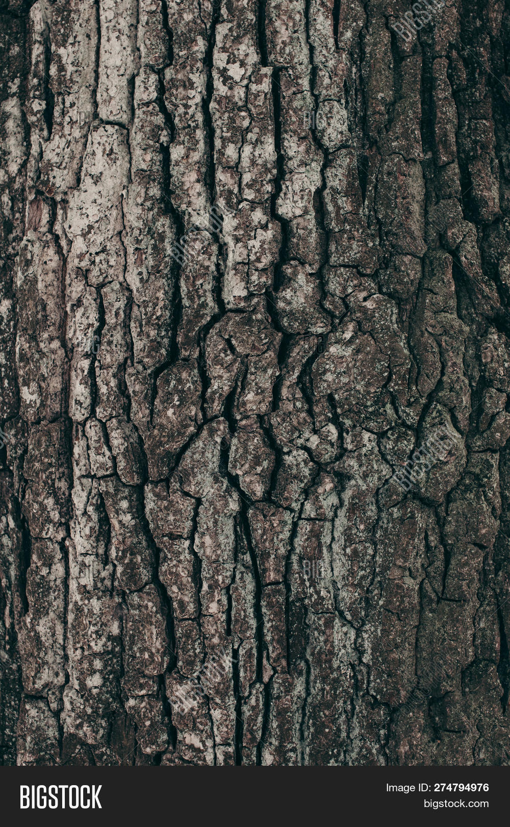 Full Frame Dark Tree Image & Photo (Free Trial) | Bigstock