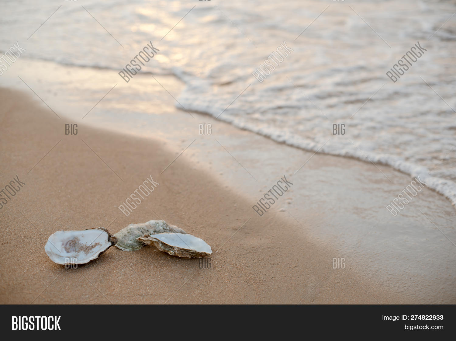 Oyster Shells On Surf Image & Photo (Free Trial) | Bigstock