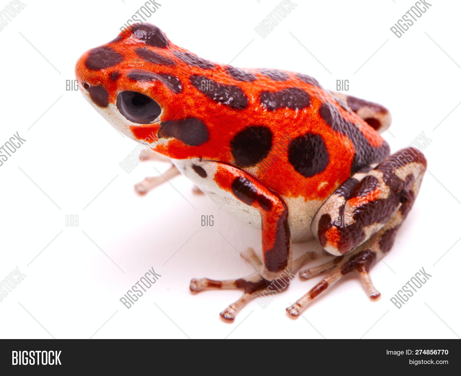 Poison Dart Arrow Frog Image & Photo (Free Trial) | Bigstock