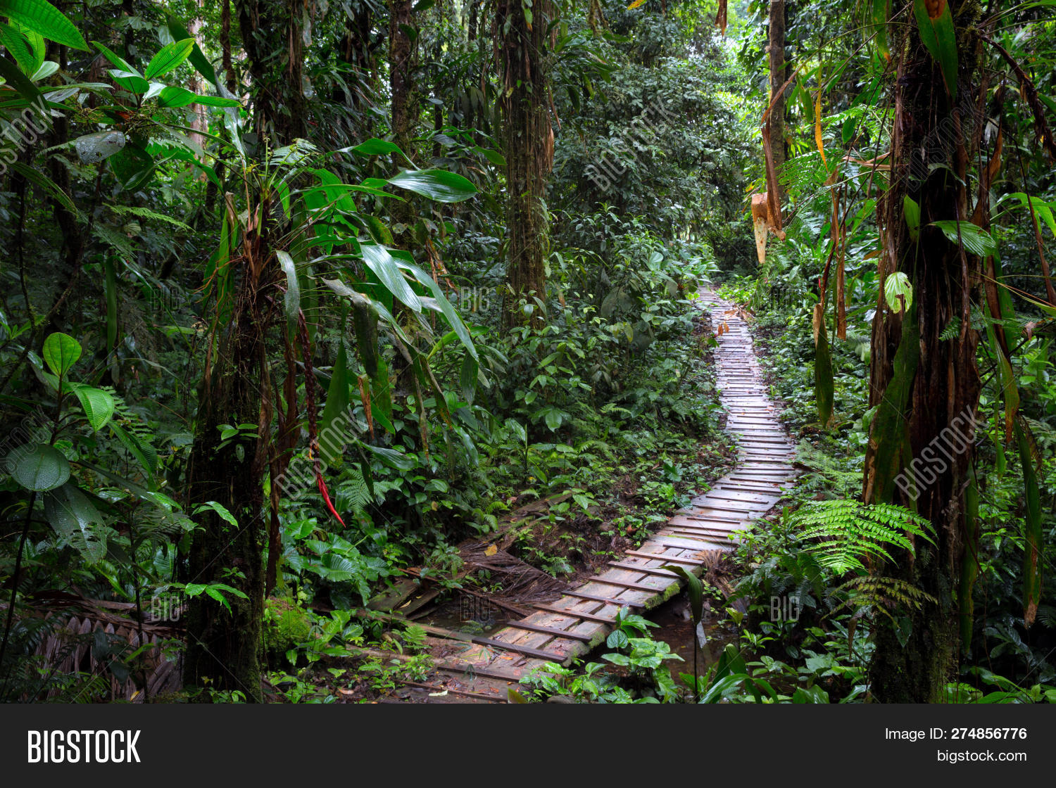 Rain Forest Trail Image & Photo (Free Trial) | Bigstock