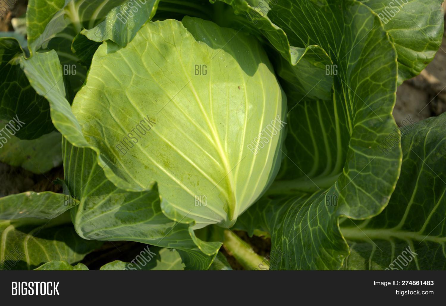 Close Green Cabbage ( Image & Photo (Free Trial) | Bigstock