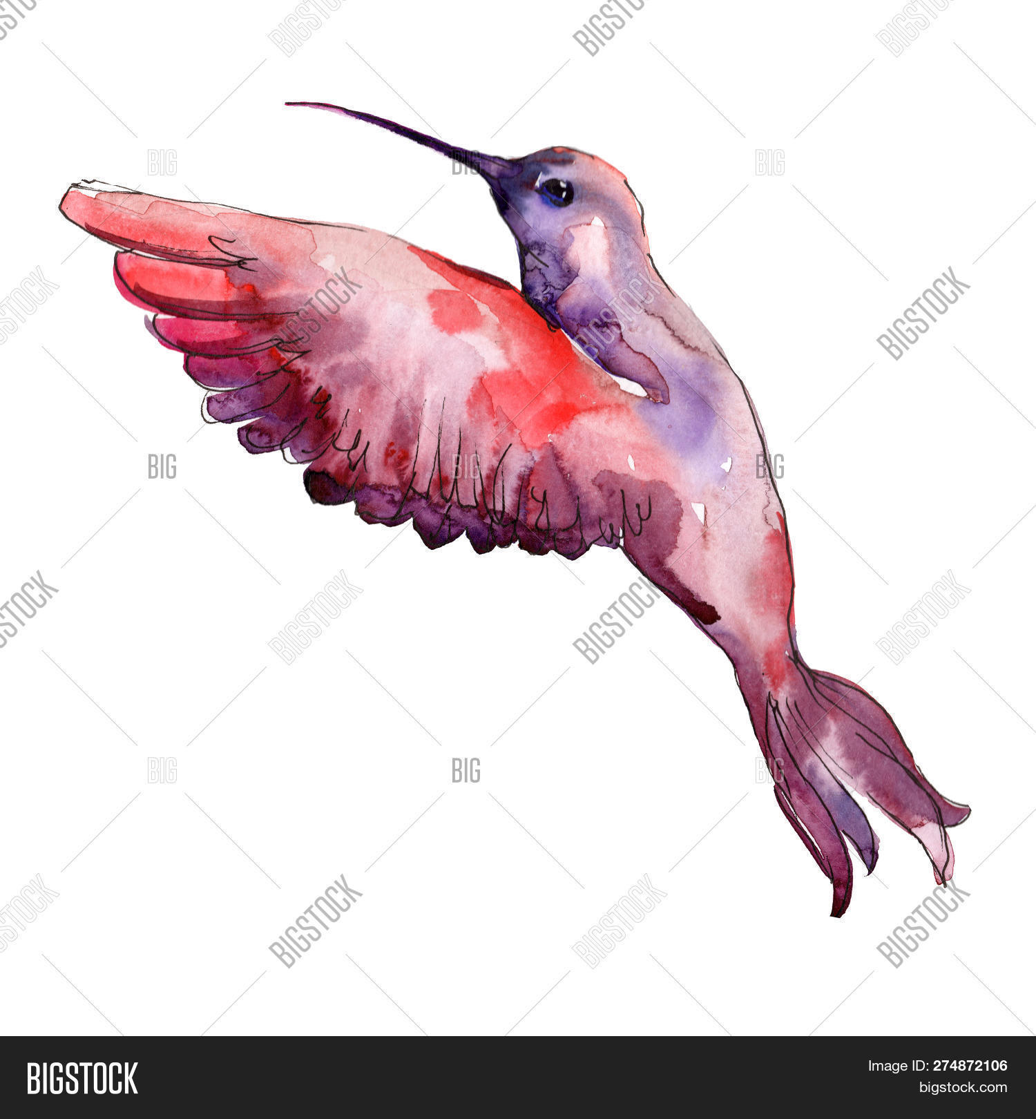 Red Colibri Wildlife. Image & Photo (Free Trial) | Bigstock