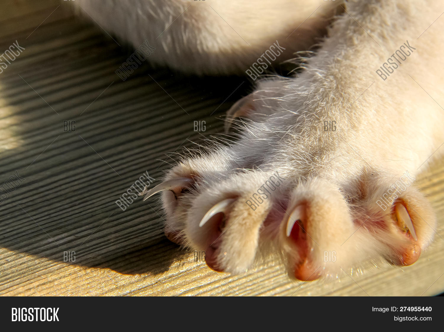 Cat Paws Closeup. Cat Image & Photo (Free Trial) | Bigstock