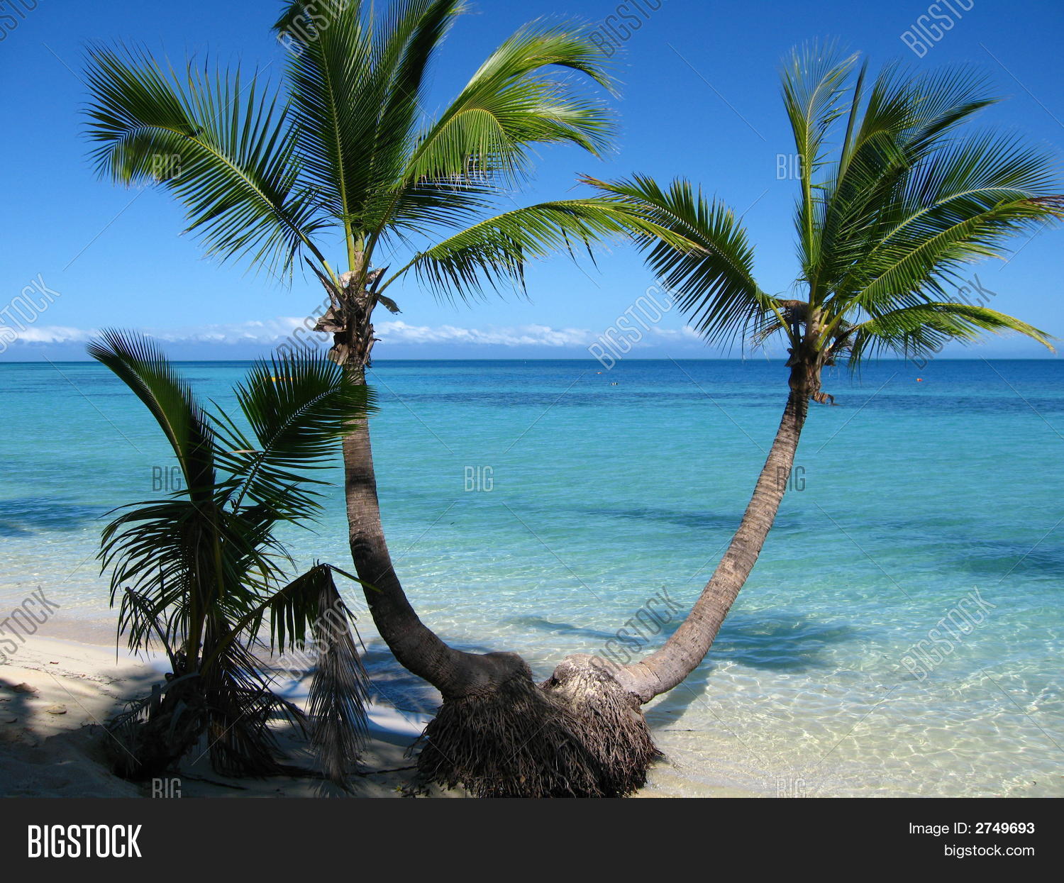 Coconut Trees Image & Photo (Free Trial) | Bigstock