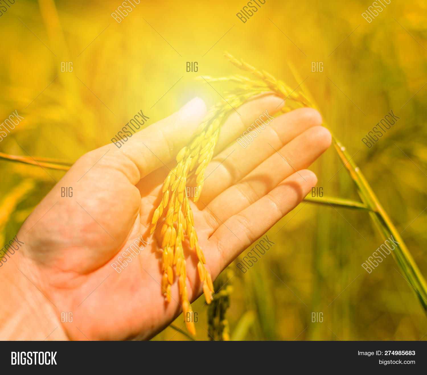 Rice Field Thailand / Image & Photo (Free Trial) | Bigstock
