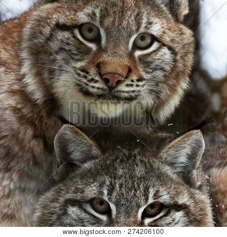Eurasian Lynx (lynx Image & Photo (Free Trial) | Bigstock