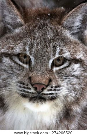 Eurasian Lynx (lynx Image & Photo (Free Trial) | Bigstock