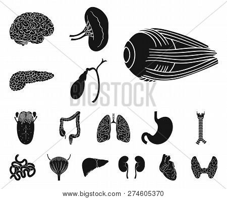 Human Organs Black Vector & Photo (Free Trial) | Bigstock