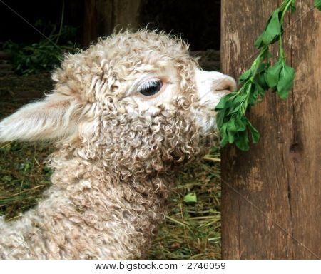 Baby Lama Image & Photo (Free Trial) | Bigstock