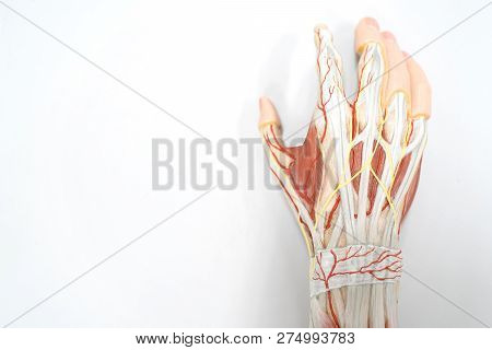 Muscles Palm Hand Image & Photo (Free Trial) | Bigstock