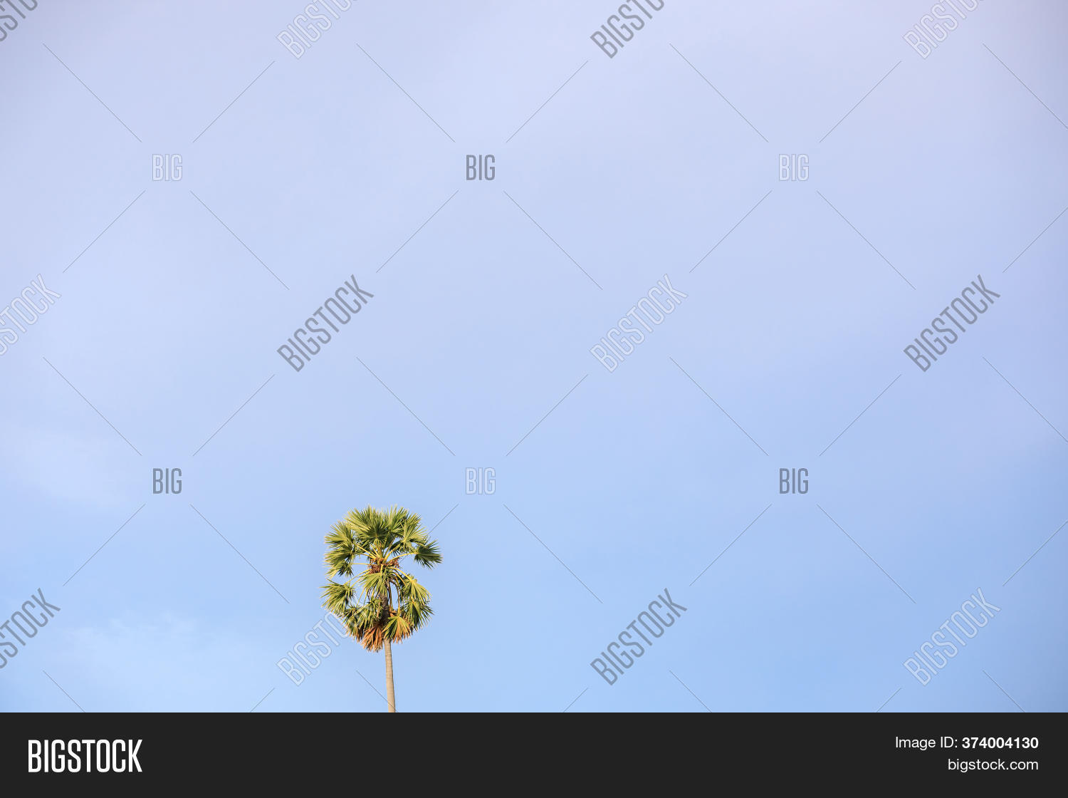 One Plam Tree Image & Photo (Free Trial) | Bigstock
