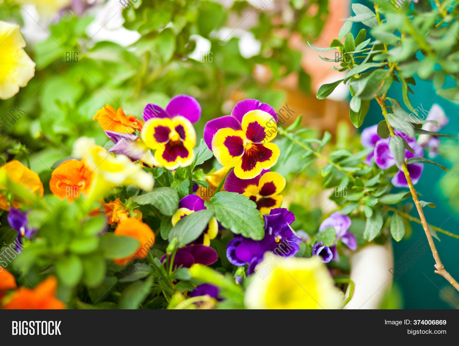 Colorful Pansy Viola Image & Photo (Free Trial) | Bigstock