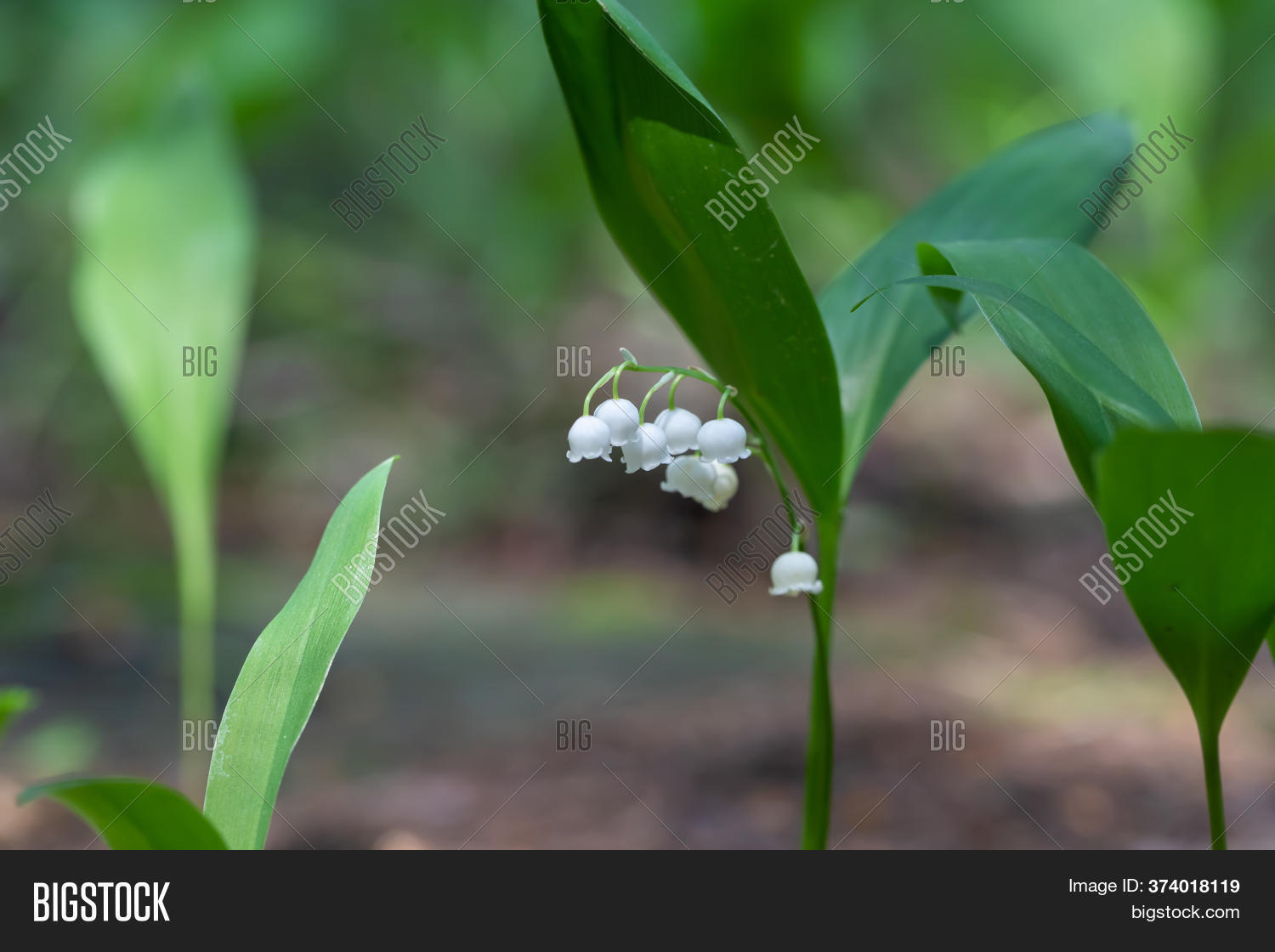 Drug Plants. Fragrant Image & Photo (Free Trial) | Bigstock