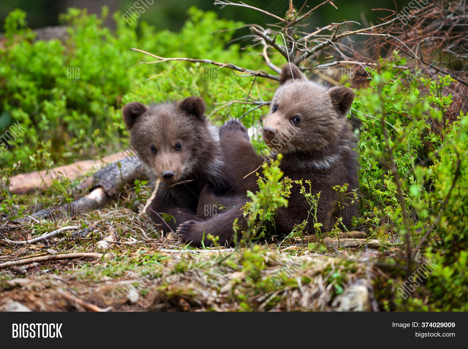 Two Little Brown Bear Image & Photo (Free Trial) | Bigstock