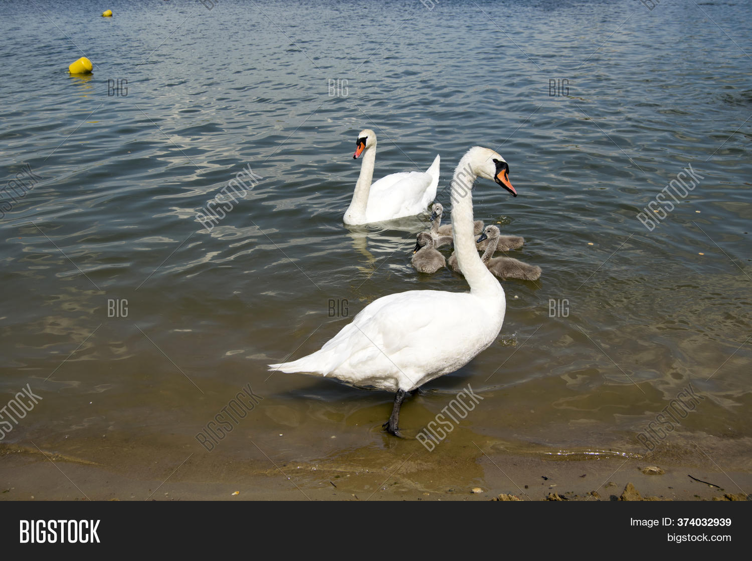 Swans Family Eats On Image & Photo (Free Trial) | Bigstock