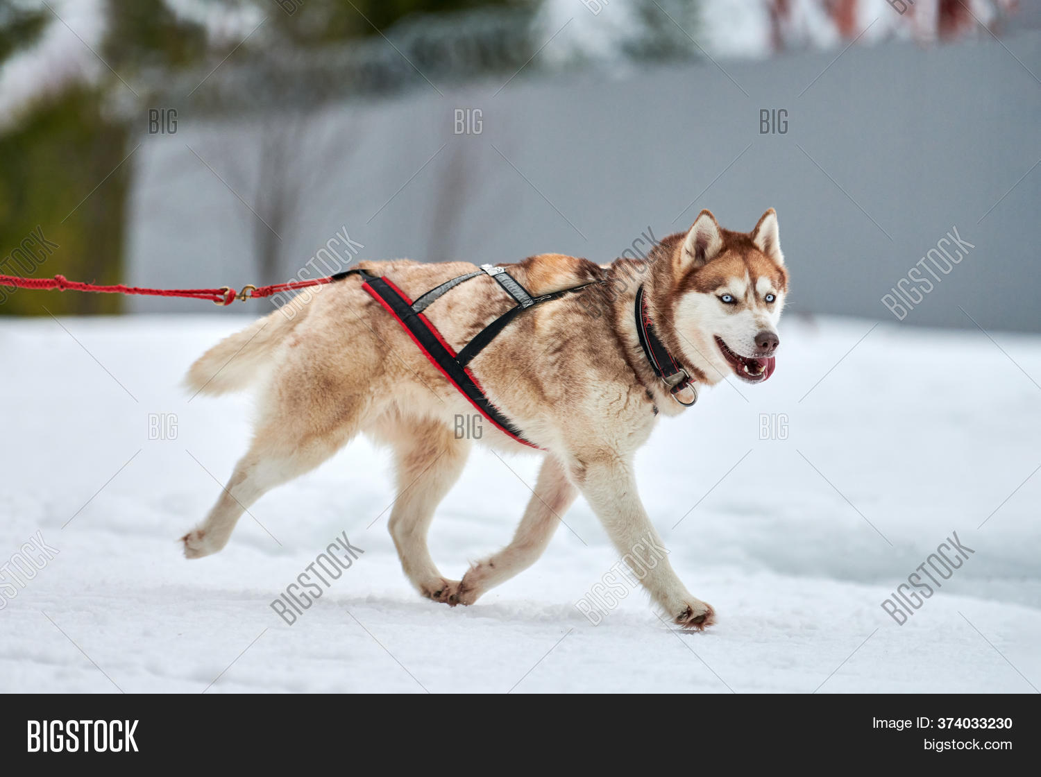 Running Husky Dog On Image & Photo (Free Trial) | Bigstock