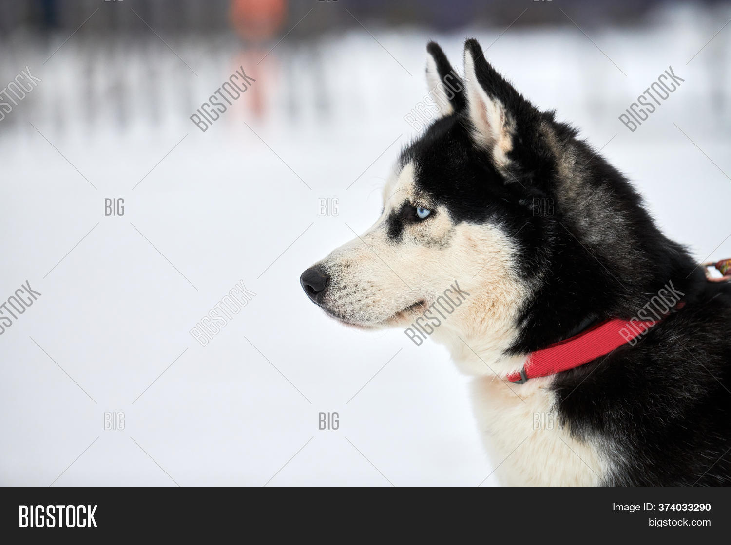Funny Dog Face Husky