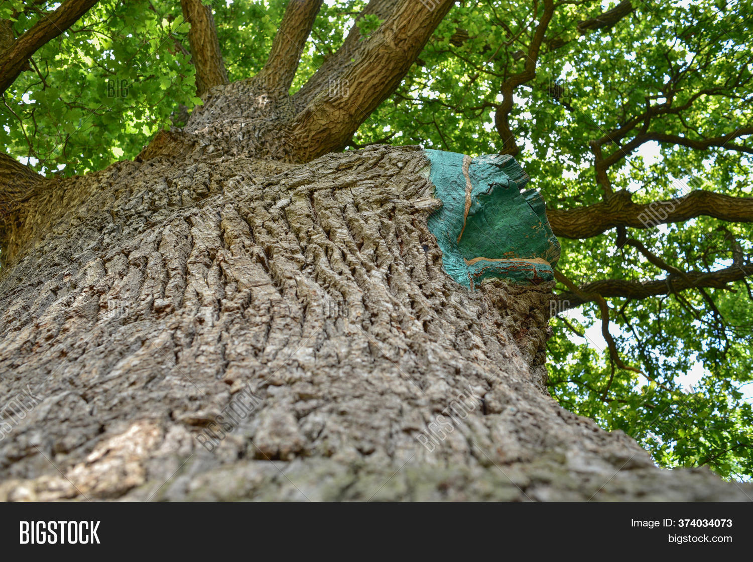 Trunk Branches Old Oak Image & Photo (Free Trial) | Bigstock