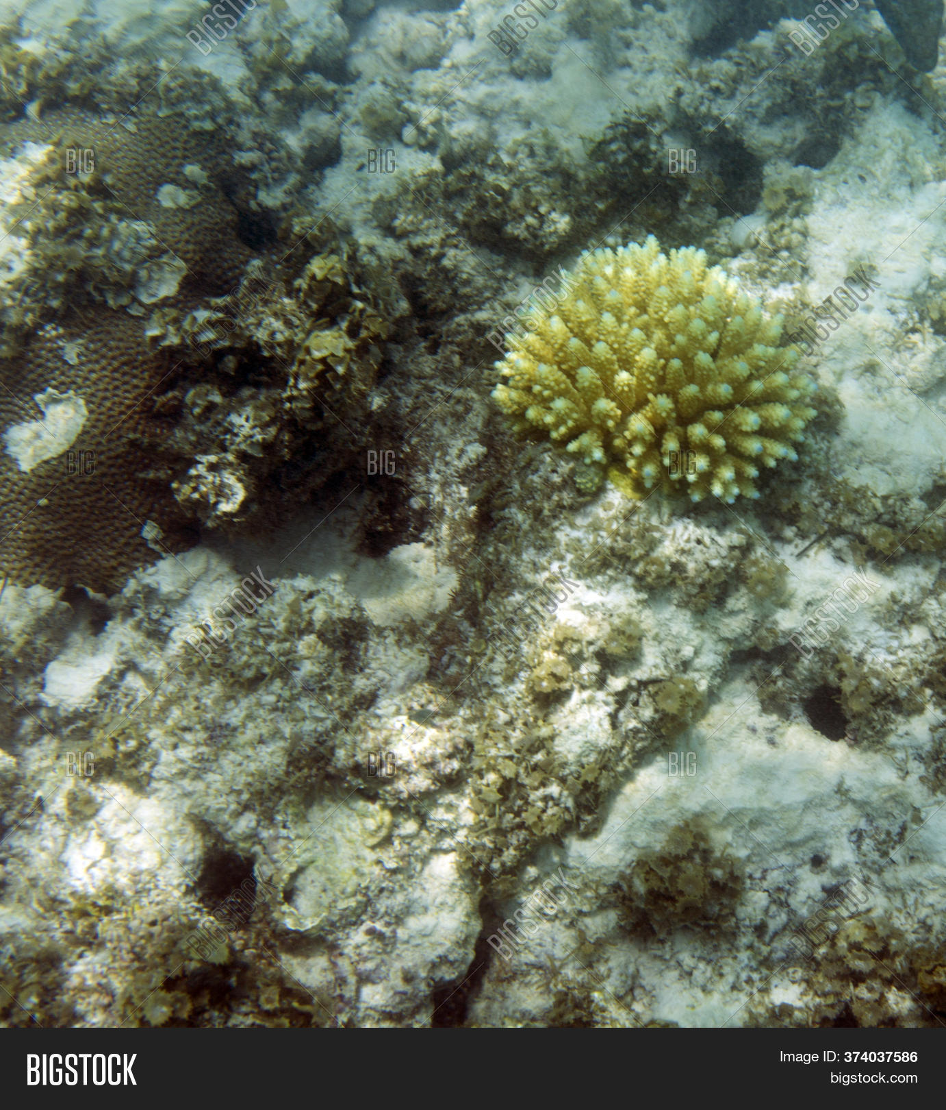 Coral Reef Seychelles Image & Photo (Free Trial) | Bigstock