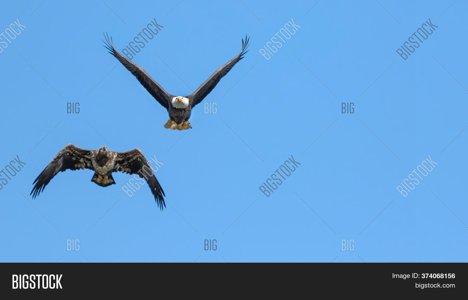 Eagle Hawk Fighting Image & Photo (Free Trial) | Bigstock