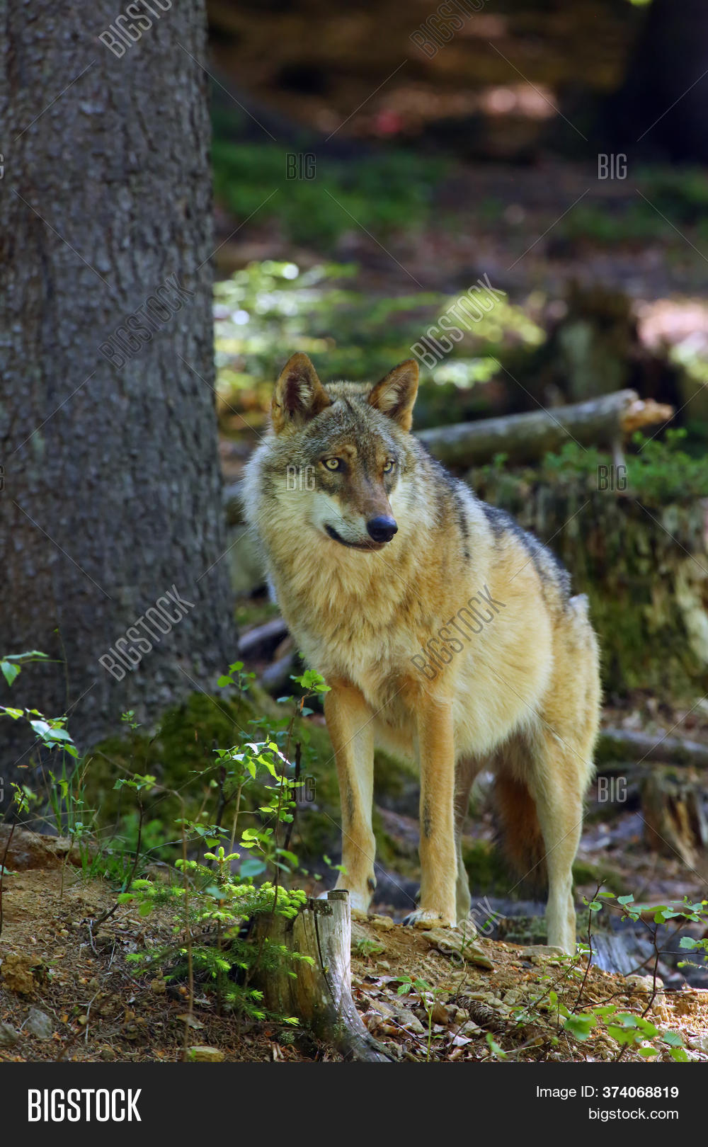 Grey Wolf Gray Wolf ( Image & Photo (Free Trial) | Bigstock
