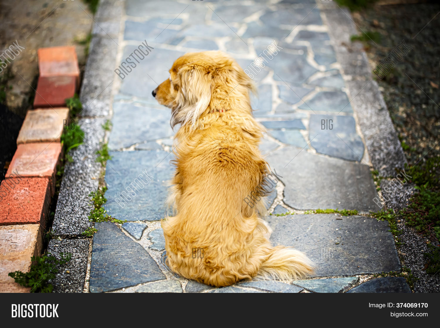 Dog Sitting Waiting Image & Photo (Free Trial) | Bigstock