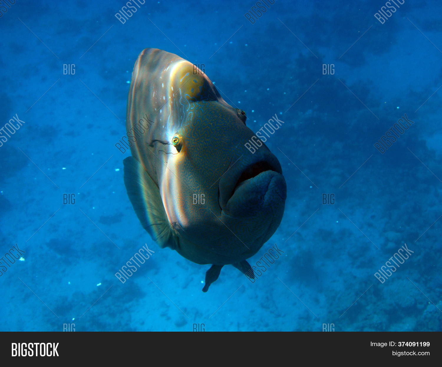 Napoleon Fish. Fish - Image & Photo (Free Trial) | Bigstock