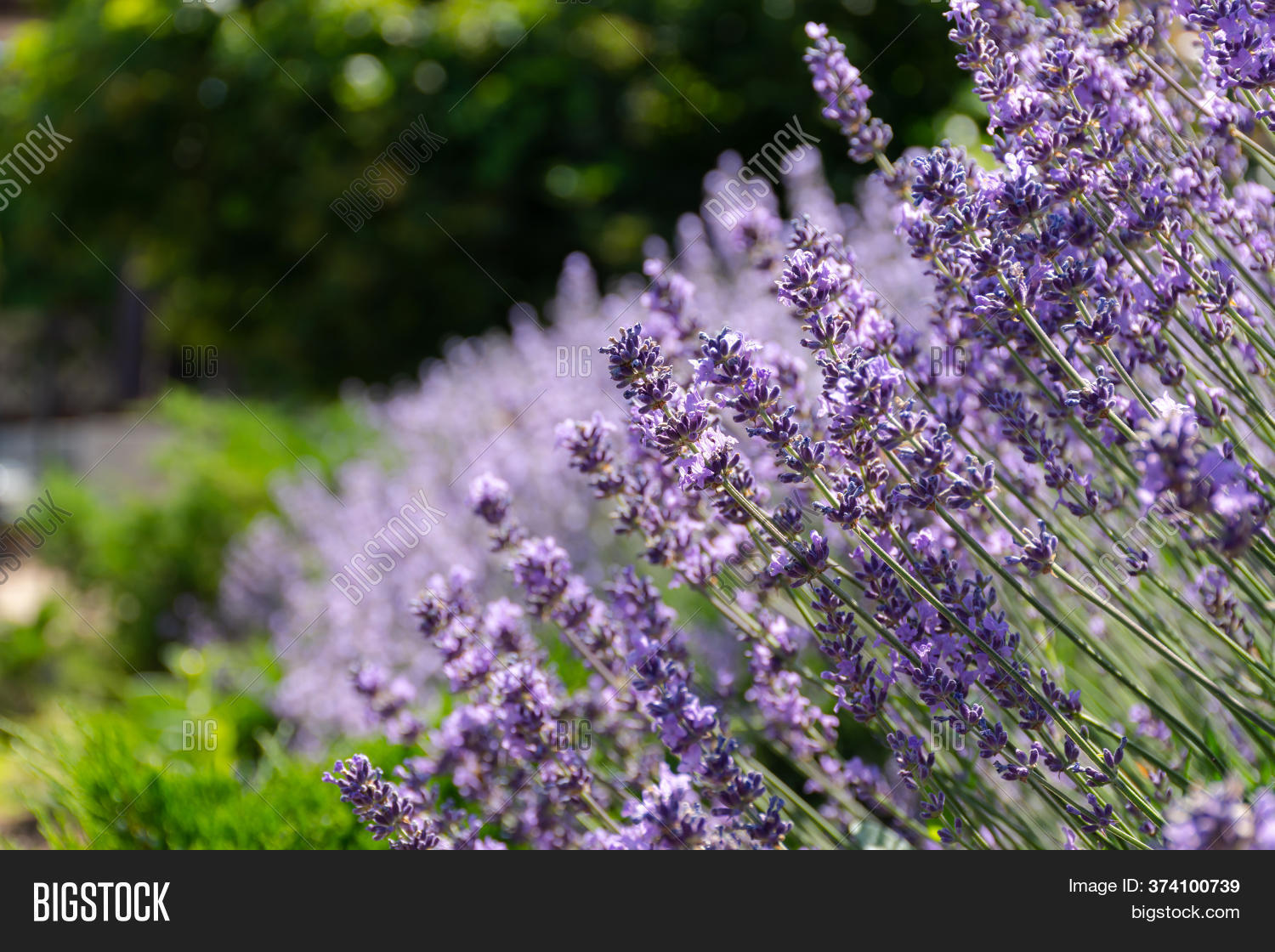 Closeup Lavender Image & Photo (Free Trial) | Bigstock