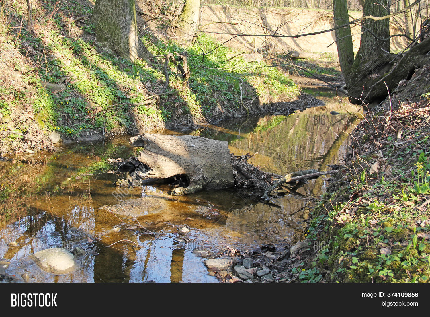 Stump Tree Riverbed Image & Photo (Free Trial) | Bigstock