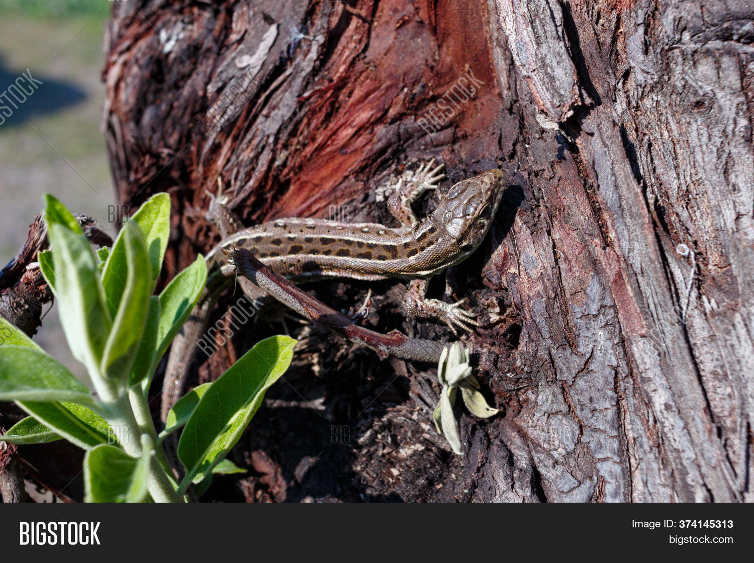 Green Forest Lizard, Image & Photo (Free Trial) | Bigstock