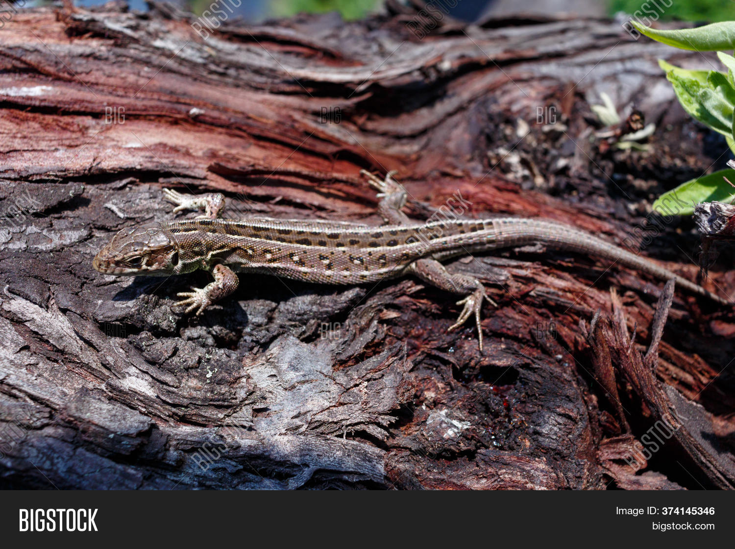 Green Forest Lizard, Image & Photo (Free Trial) | Bigstock