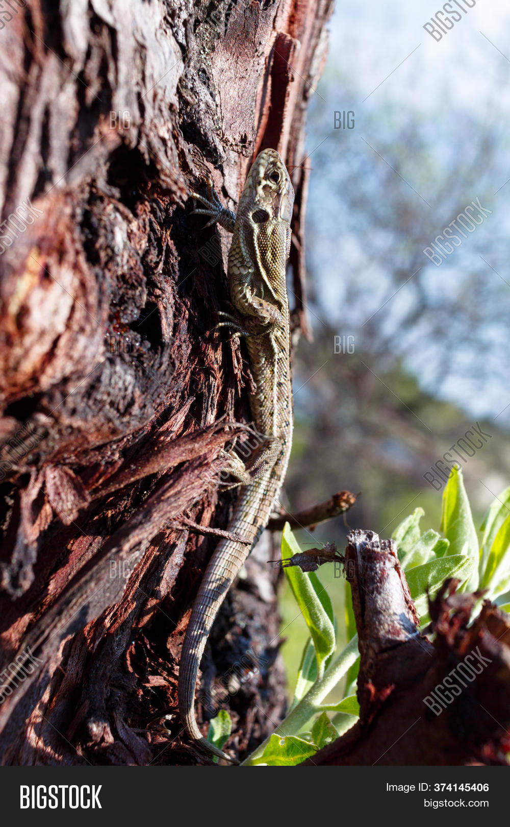 Green Forest Lizard, Image & Photo (Free Trial) | Bigstock