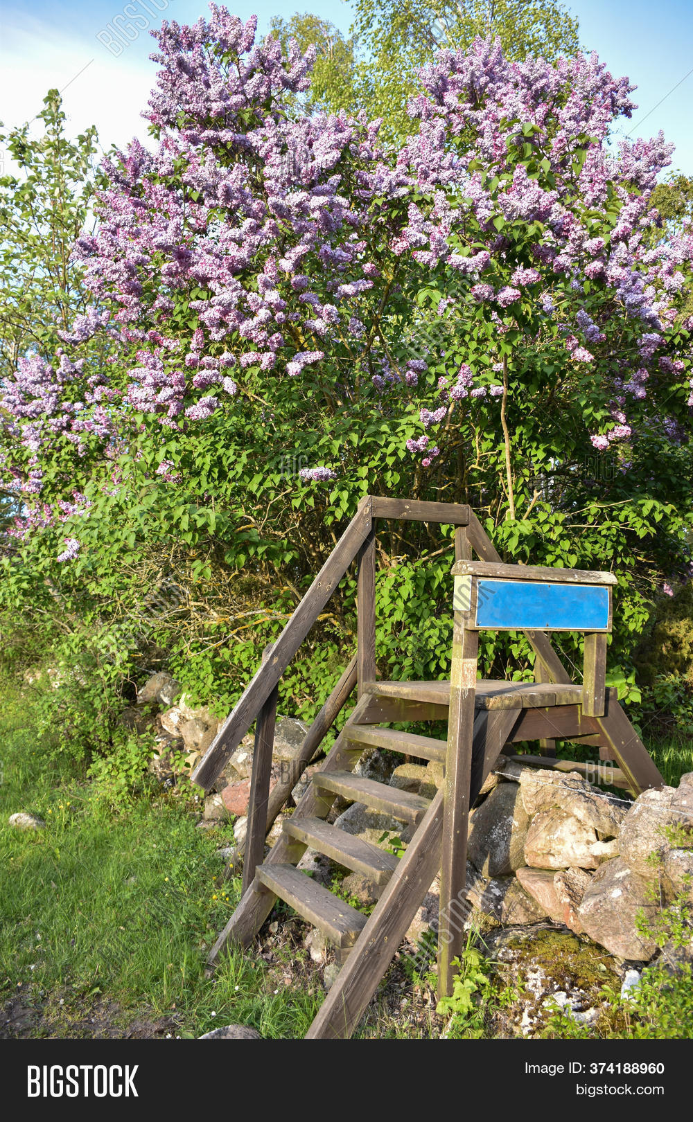 Blossom Lilac Tree By Image & Photo (Free Trial) | Bigstock