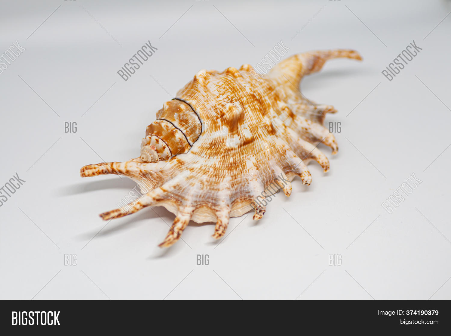 Shell Spider Conch, Image & Photo (Free Trial) | Bigstock