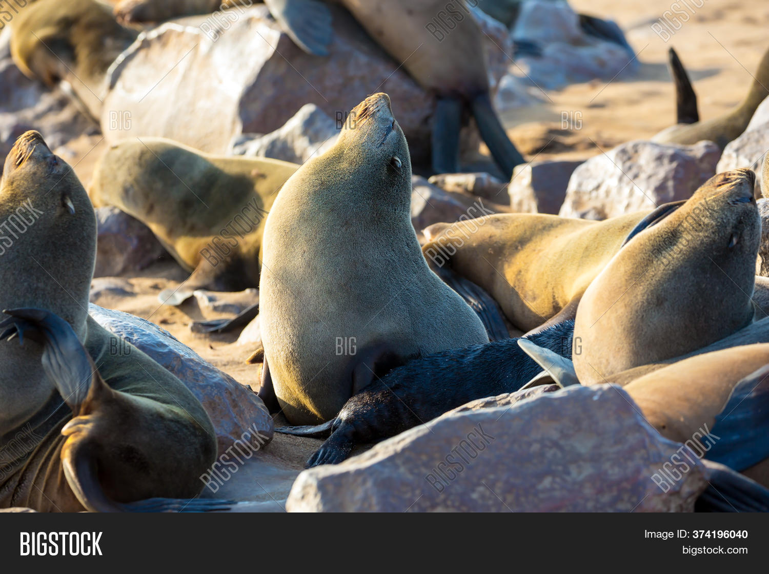 Charming Marine Image & Photo (Free Trial) | Bigstock