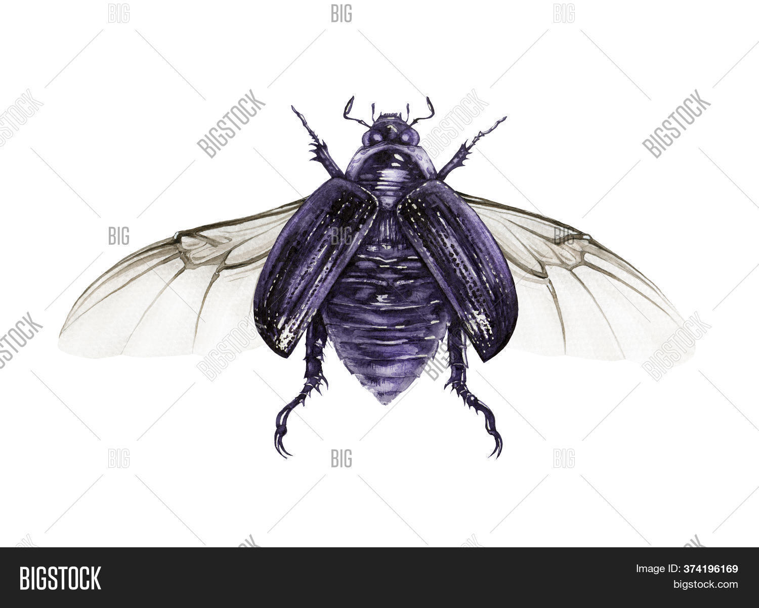 Beetle Top View Image & Photo (Free Trial) | Bigstock